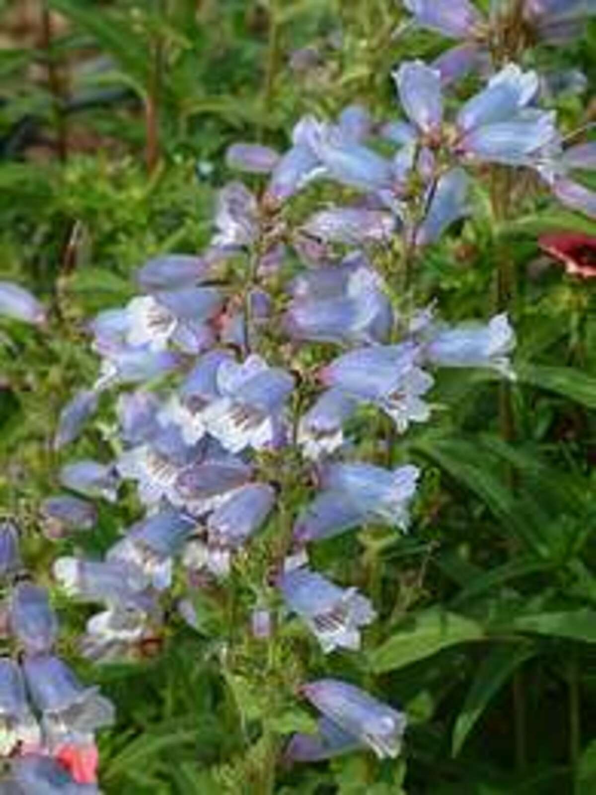 The Beth Chatto Gardens - O - R > Penstemon > Penstemon 'Sour Grapes' The Beth Chatto Gardens - O - R > Penstemon > Penstemon 'Sour Grapes'