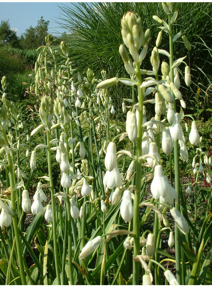 Galtonia > Galtonia Candicans - The Beth Chatto Gardens