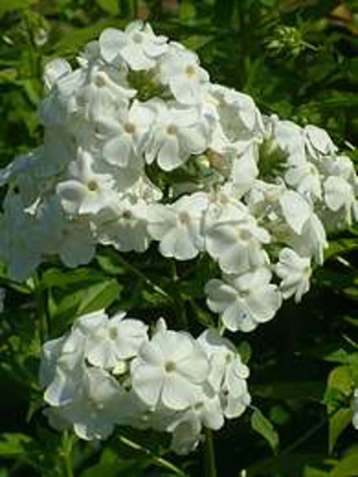 The Beth Chatto Gardens - O - R > Phlox - Border types > Phlox ...