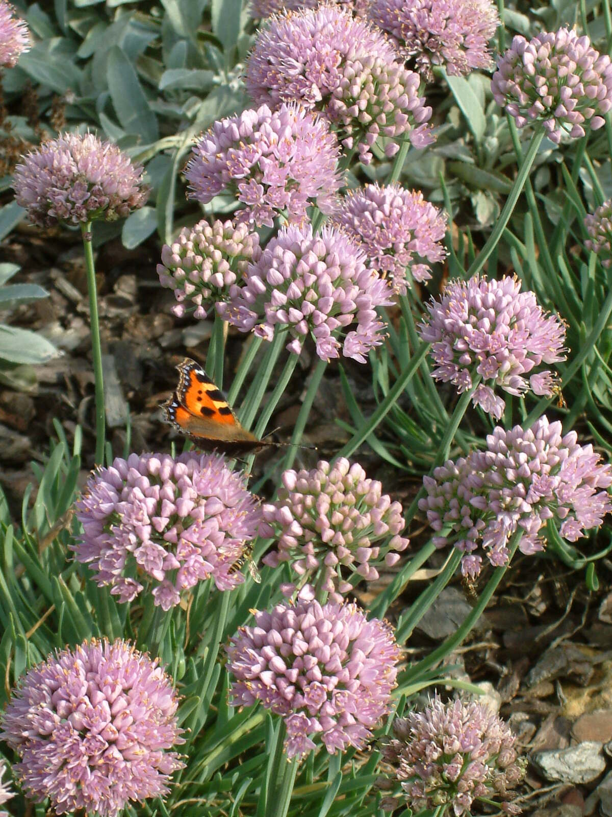 Allium senescens sub. glaucum - The Beth Chatto Gardens