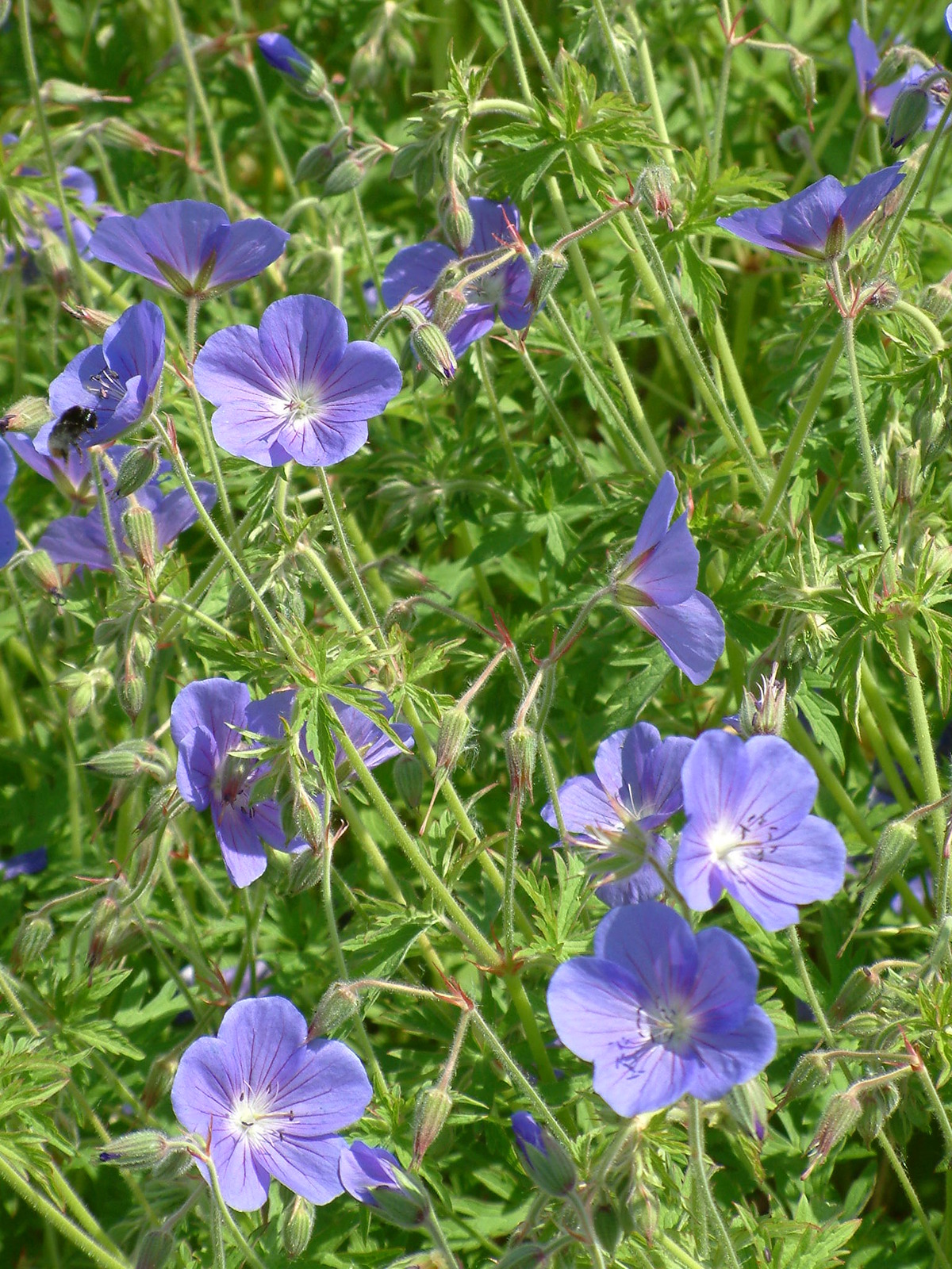 Geranium 'Brookside' - The Beth Chatto Gardens