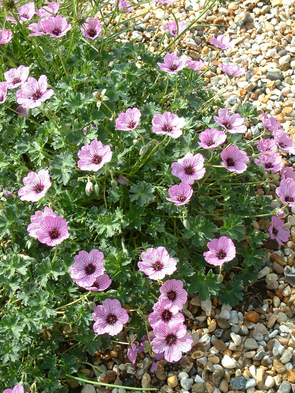 Geranium cinereum 'Ballerina' - The Beth Chatto Gardens