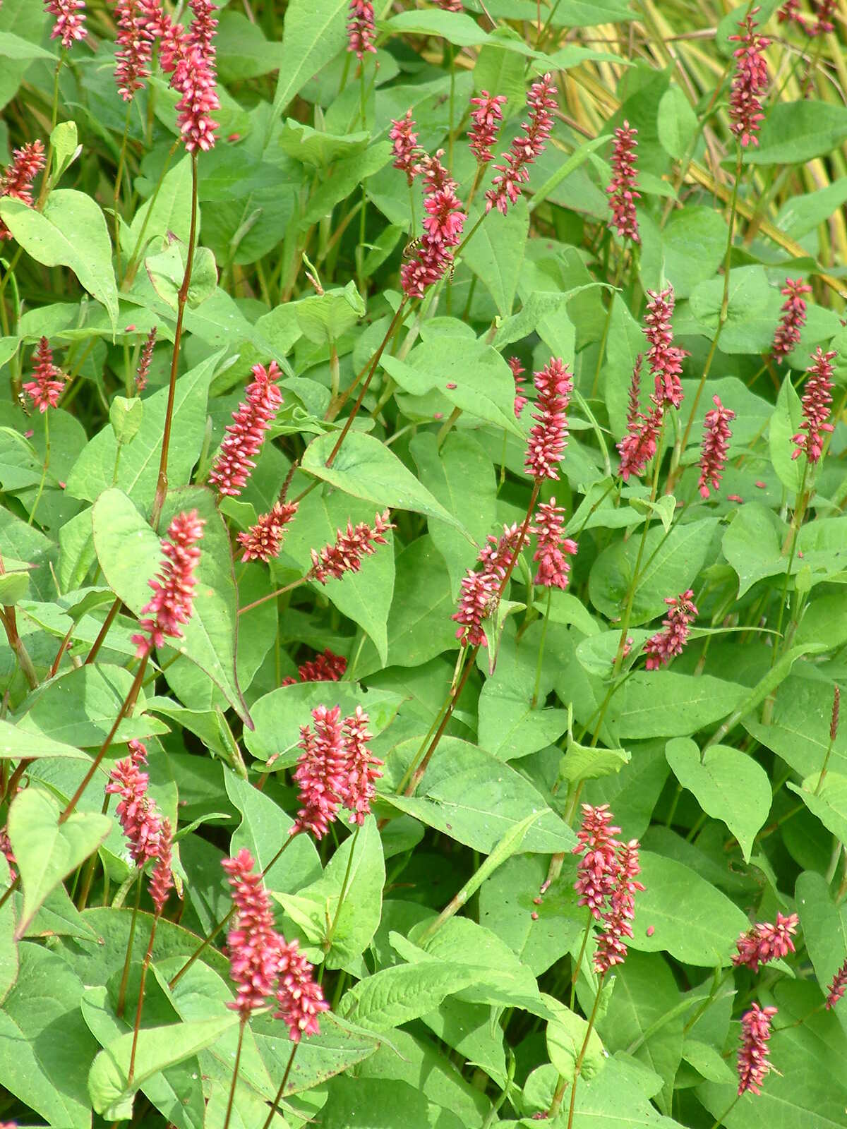 Persicaria amplexicau 'Inverleith' - The Beth Chatto Gardens
