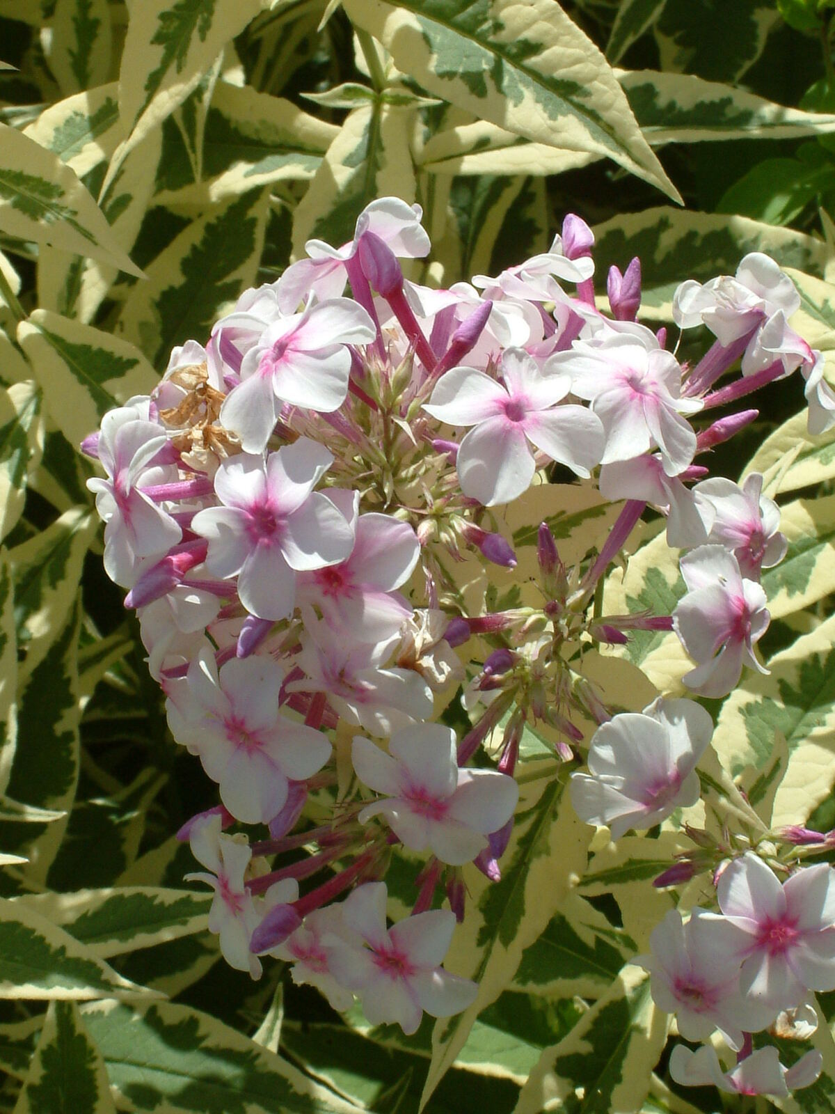 Phlox paniculata 'Norah Leigh' - The Beth Chatto Gardens