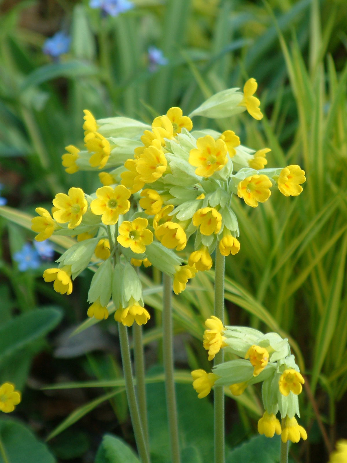 Plants for shade > Primula veris - The Beth Chatto Gardens