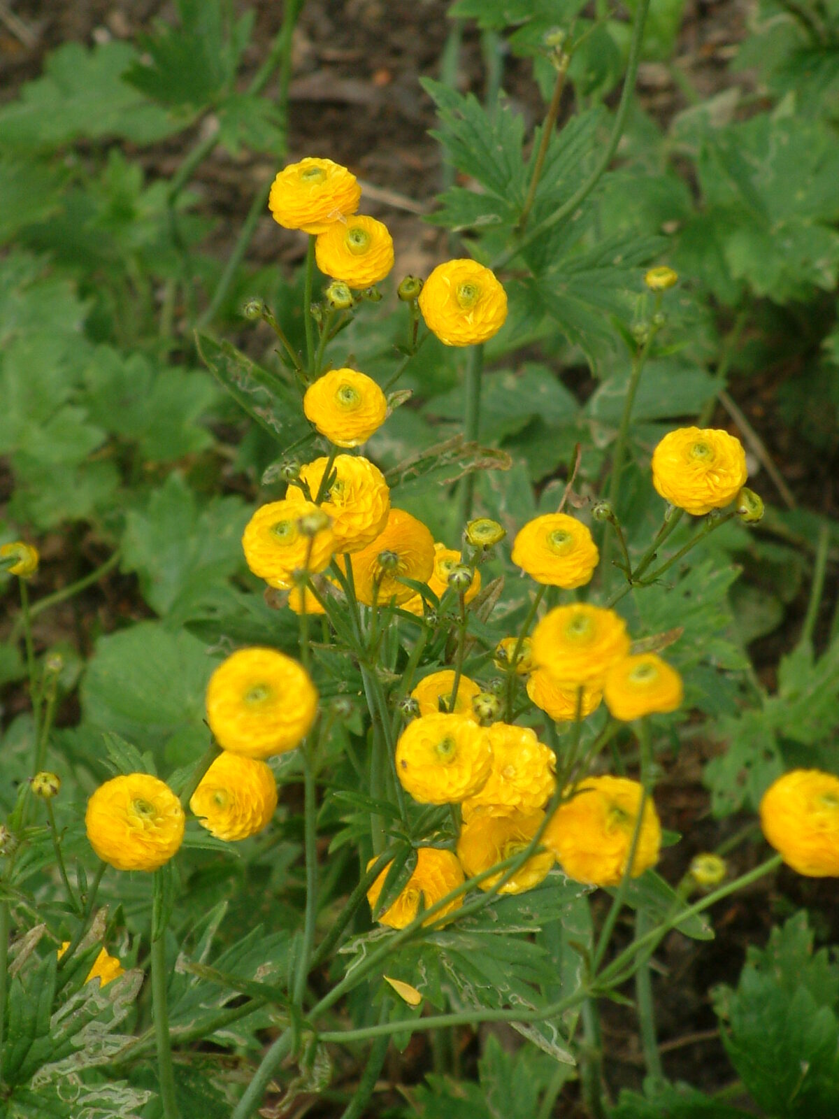 Ranunculus acris 'Flore Pleno' - The Beth Chatto Gardens