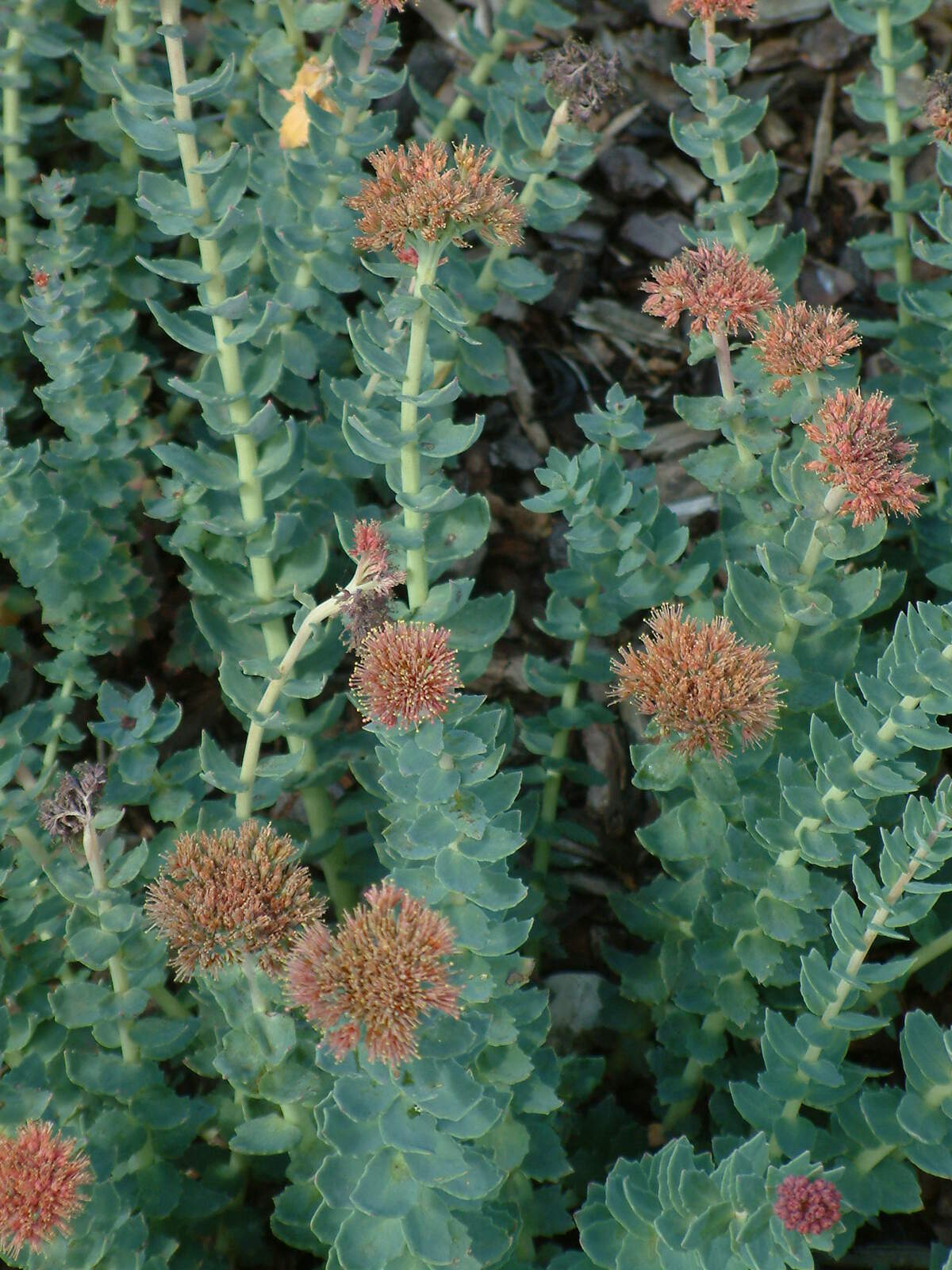 Rhodiola heterodonta - The Beth Chatto Gardens