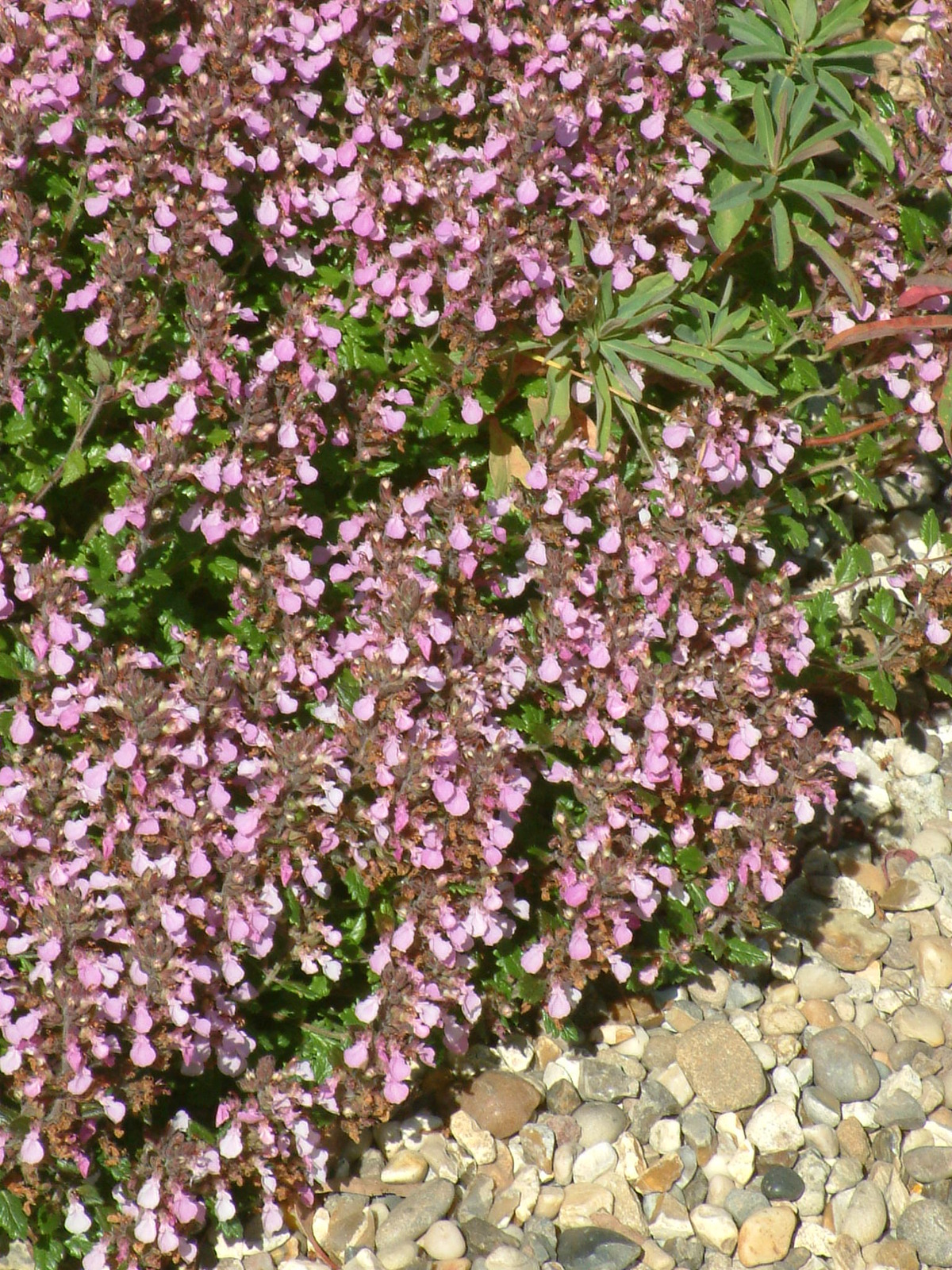 Teucrium x lucidrys - The Beth Chatto Gardens