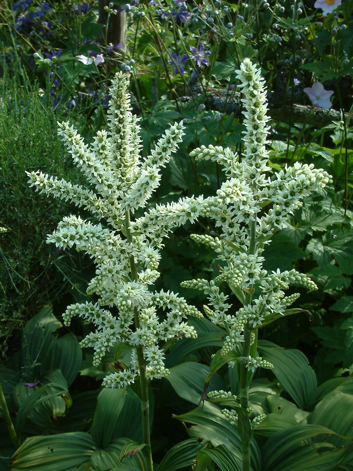 S - Z > Veratrum > Veratrum album - The Beth Chatto Gardens