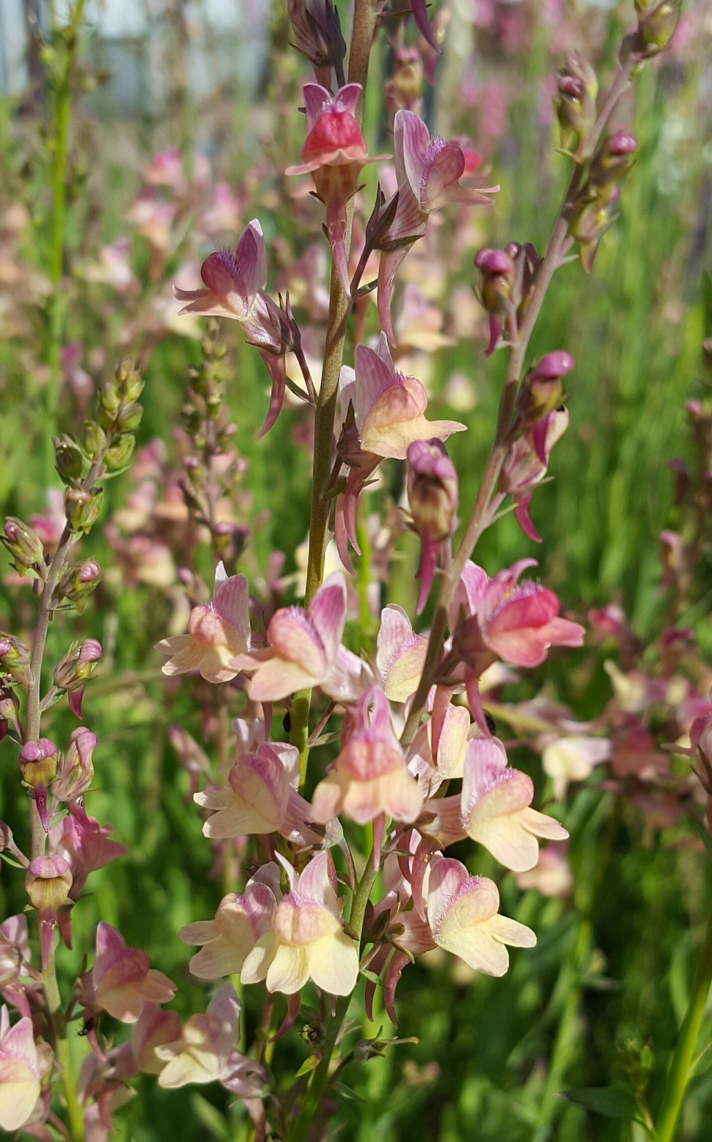 Plants for dry areas > Linaria 'Peachy' - The Beth Chatto Gardens