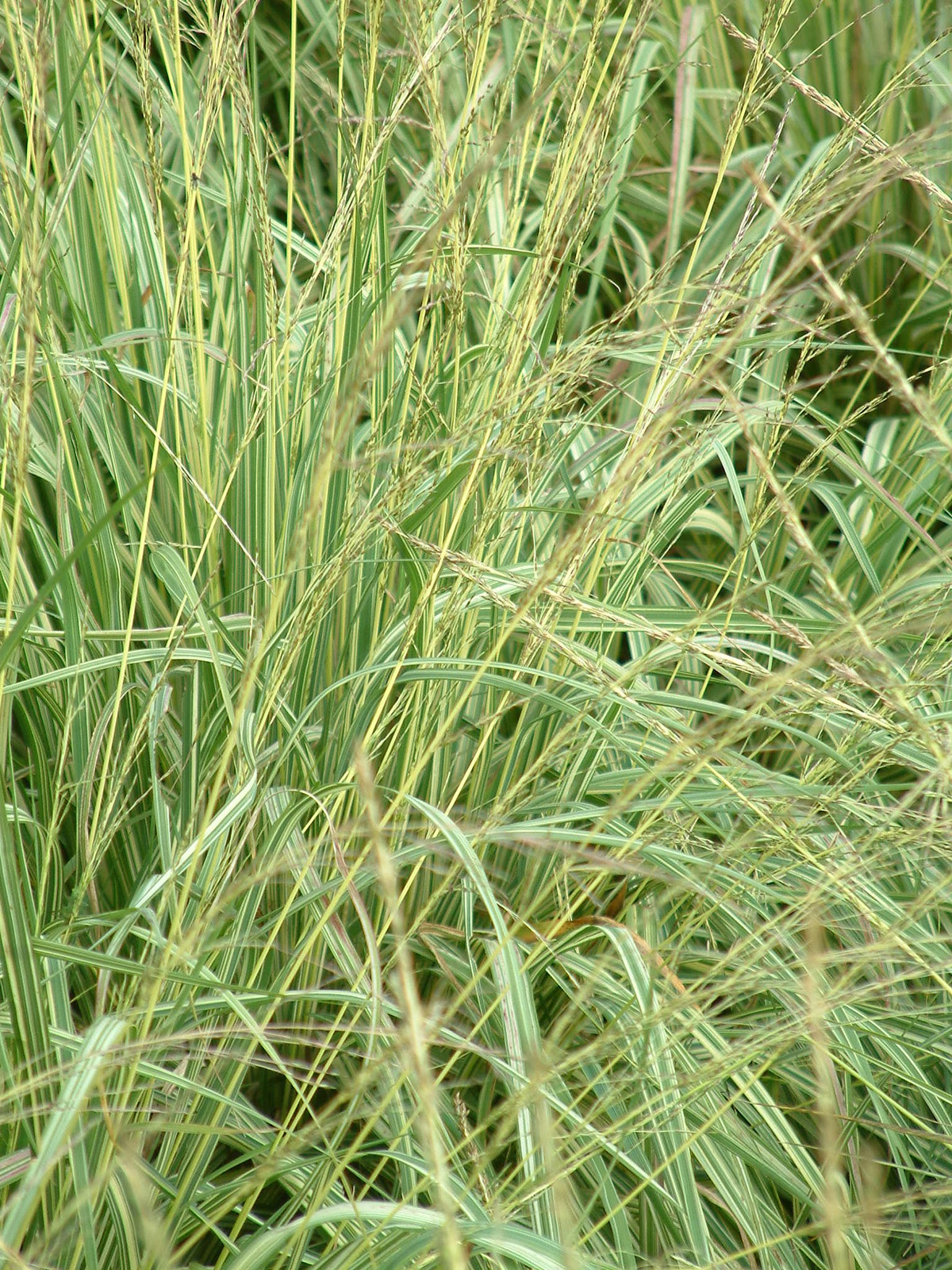 Molinia caerulea 'Variegata' - The Beth Chatto Gardens