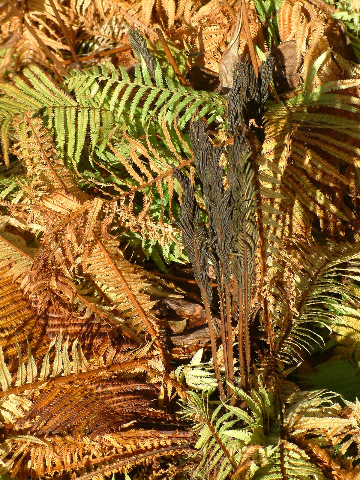 Matteuccia struthiopteris - The Beth Chatto Gardens