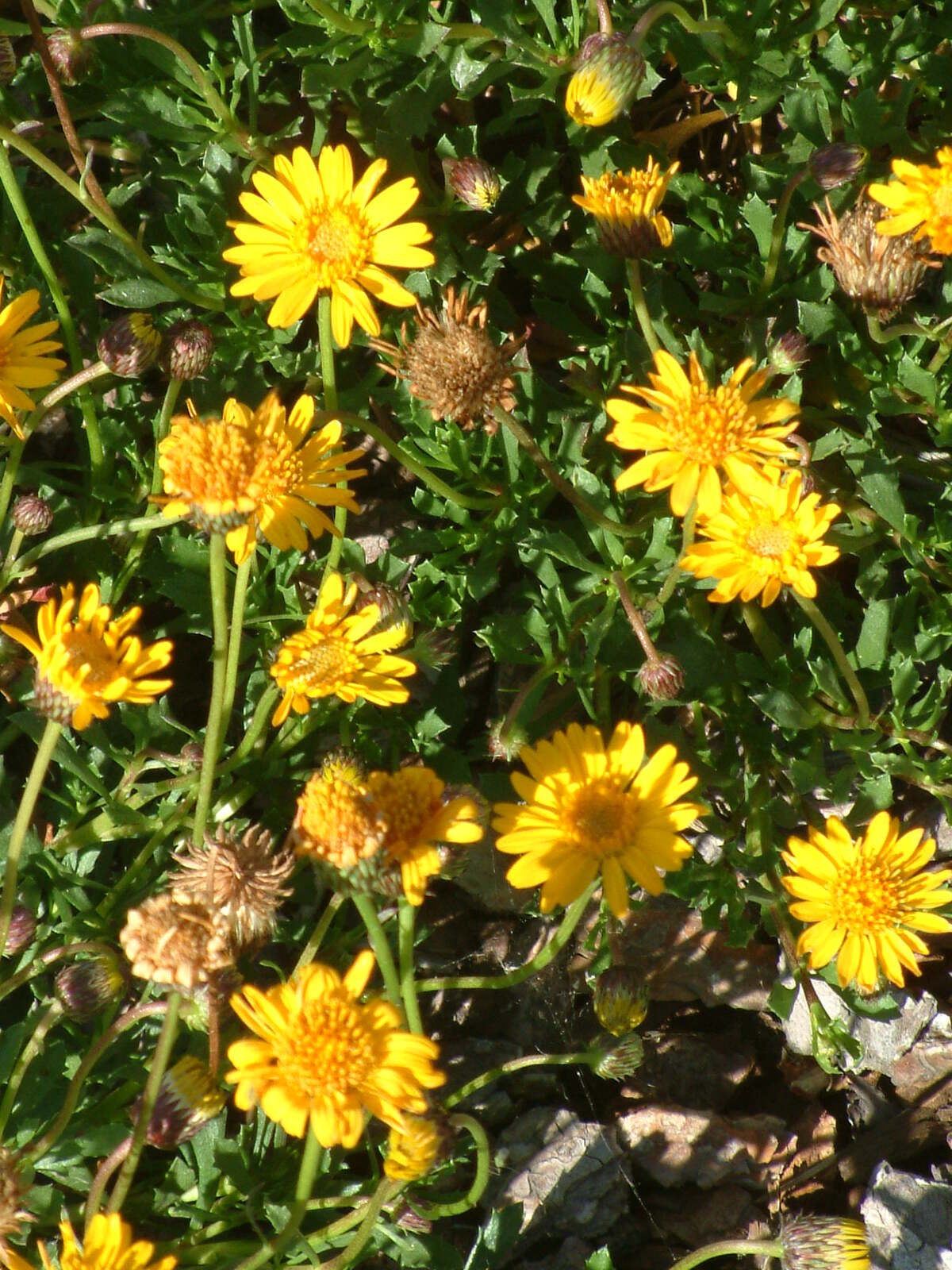 Haplopappus glutinosus - The Beth Chatto Gardens