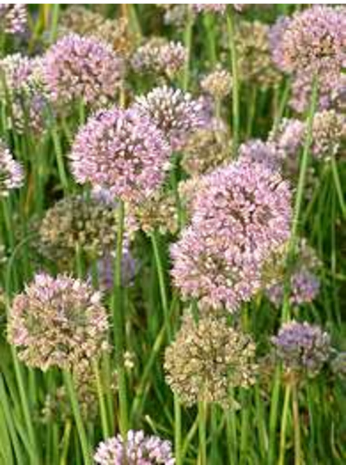 The Beth Chatto Gardens - A - B > Allium > Allium senescens subsp. montanum