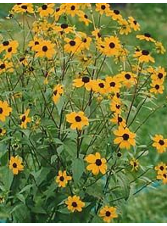 Rudbeckia triloba - Alchetron, The Free Social Encyclopedia