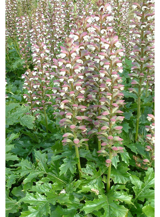 Acanthus | Acanthus mollis - The Beth Chatto Gardens