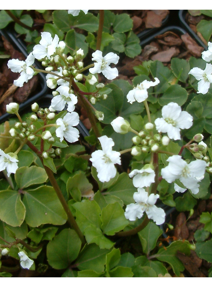 Cardamine trifolia - The Beth Chatto Gardens