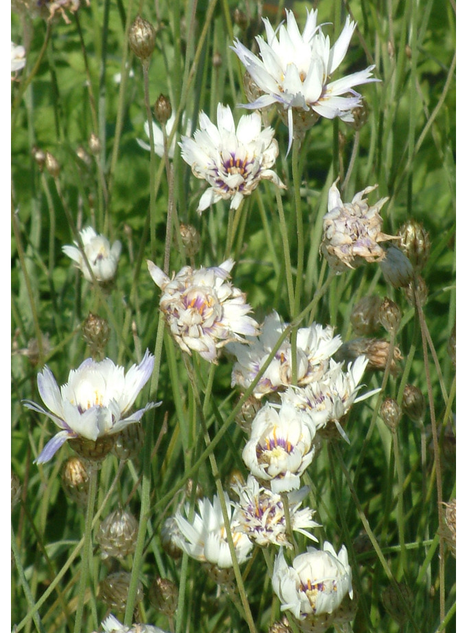 Catananche caerulea 'Alba' - The Beth Chatto Gardens