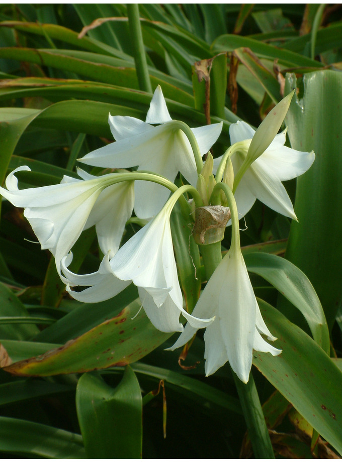 Crinum x powellii 'Album' - The Beth Chatto Gardens