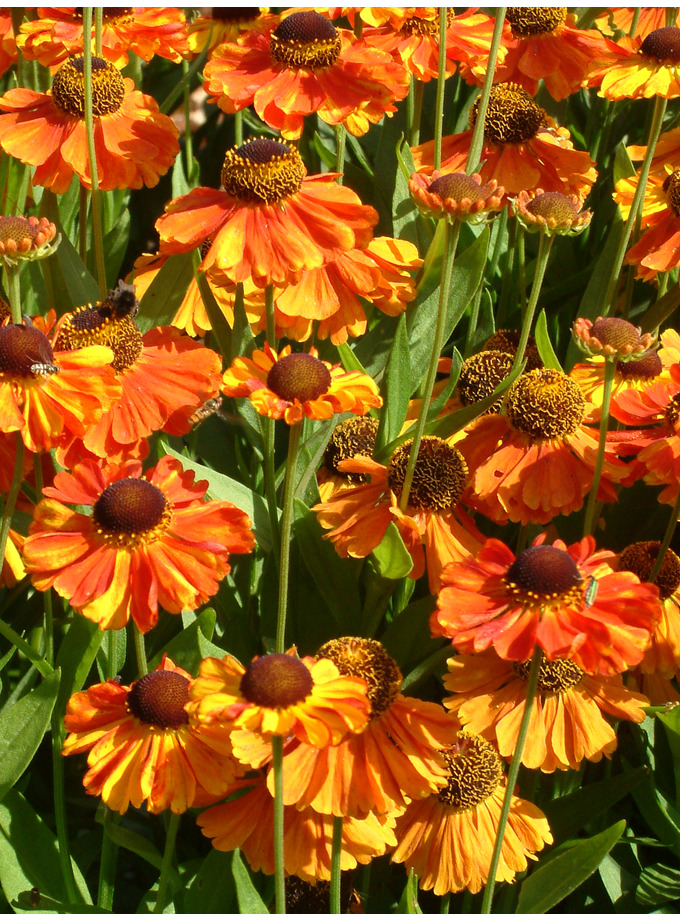 Helenium 'Sahin's early flowerer' - The Beth Chatto Gardens