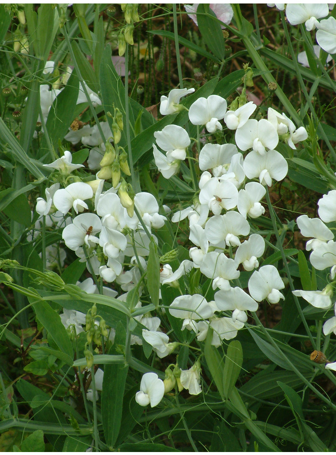Lathyrus latifolius 'White Pearl' - The Beth Chatto Gardens