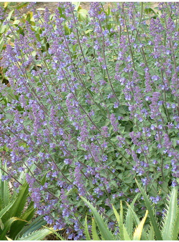 Nepeta racemosa 'Walkers Low' - The Beth Chatto Gardens