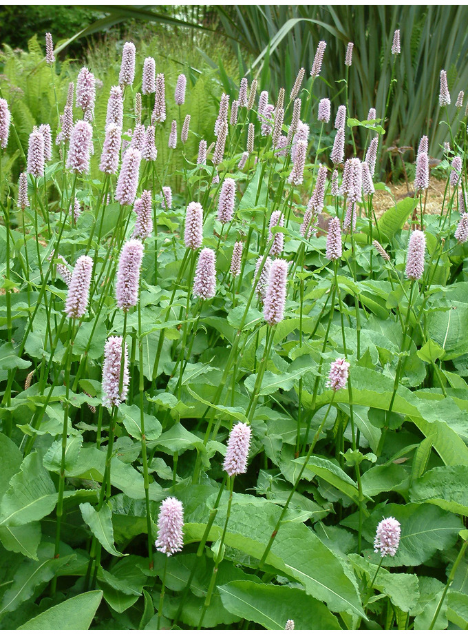 Persicaria bistorta 'Superba' - The Beth Chatto Gardens