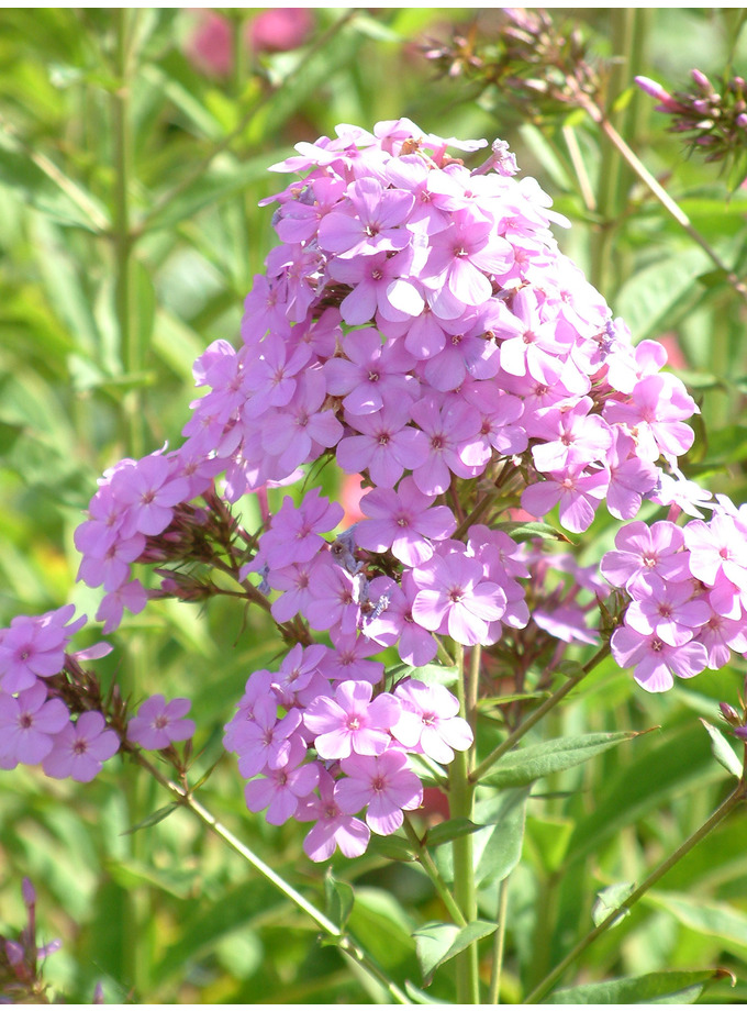 Phlox x arendsii 'Hesperis' - The Beth Chatto Gardens