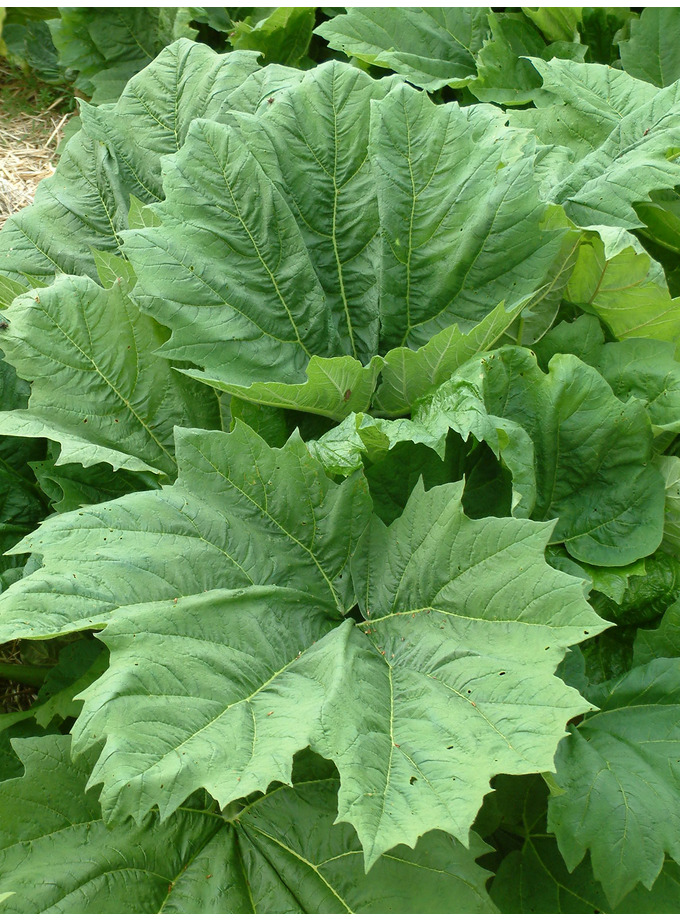 O - R > Rheum > Rheum palmatum - The Beth Chatto Gardens