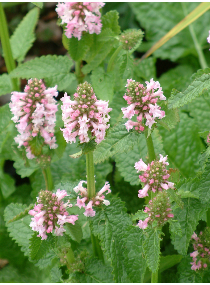 Stachys officinalis 'Rosa Superba' - The Beth Chatto Gardens