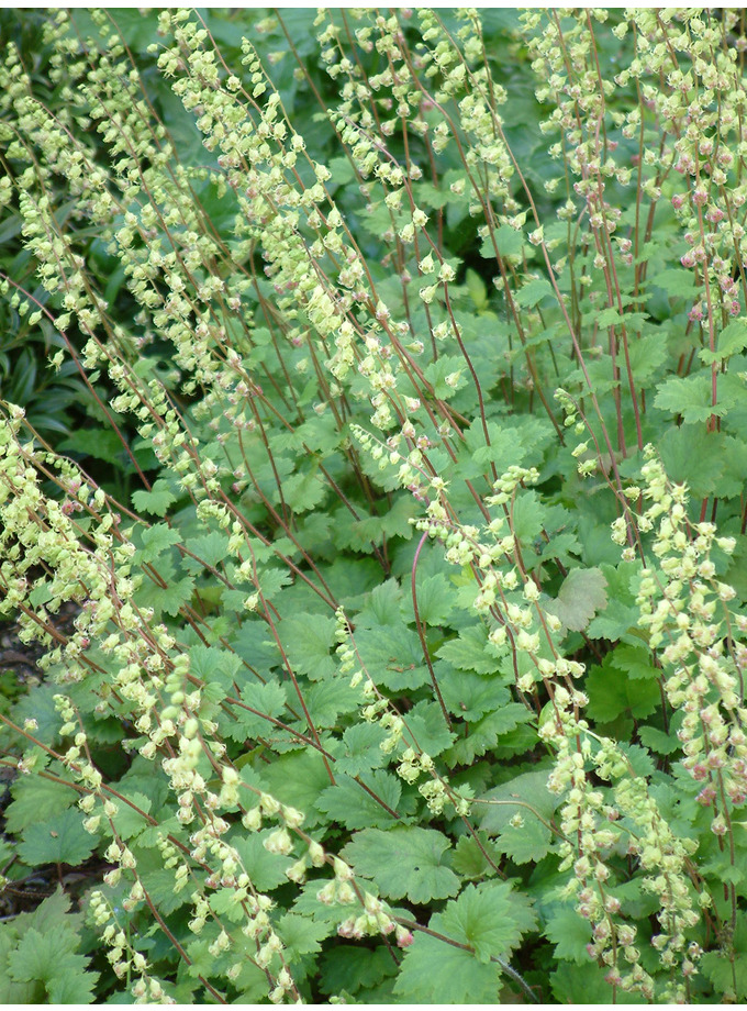 Tellima grandiflora 'Purpurteppich' - The Beth Chatto Gardens
