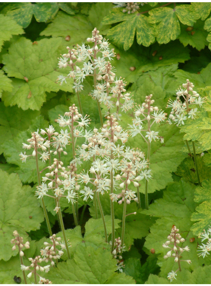 Tiarella cordifolia - The Beth Chatto Gardens