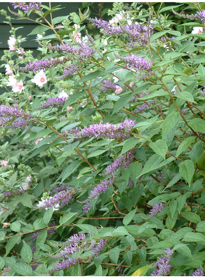 Buddleja lindleyana - Alchetron, The Free Social Encyclopedia