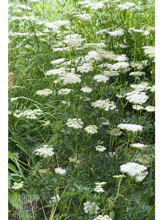 Cenolophium denudatum - The Beth Chatto Gardens