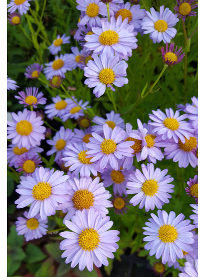 Kalimeris mongolica 'Antonia' - The Beth Chatto Gardens